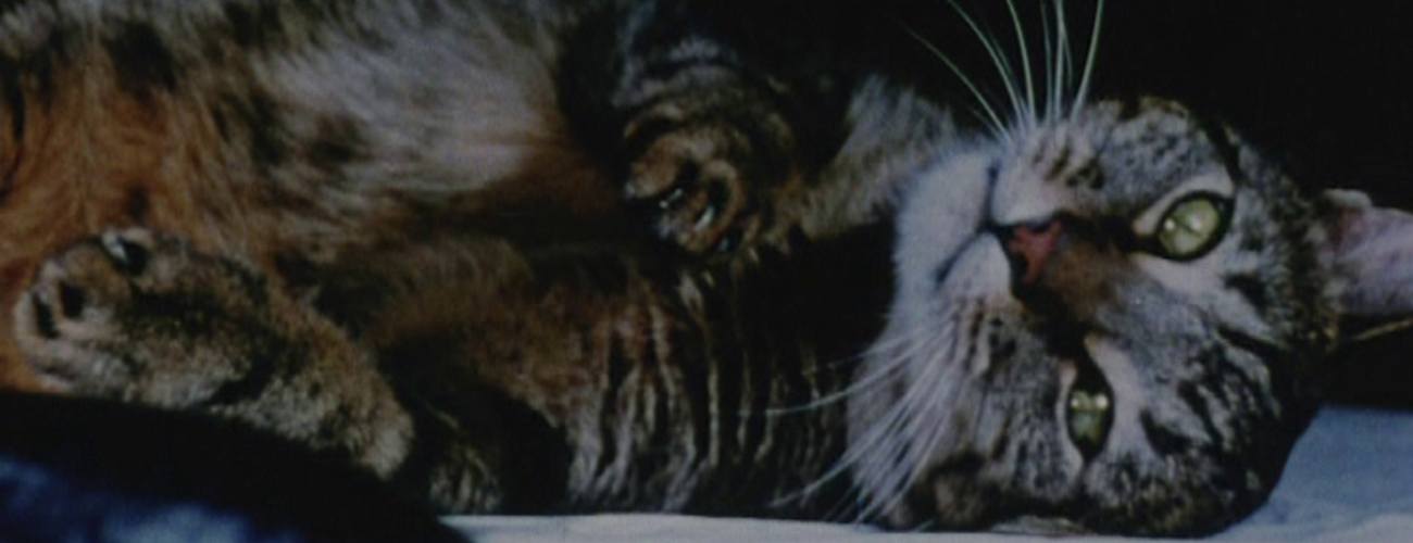 Pittsburgh Sound + Image Presents: Cat Prints - Feline Films of the ...